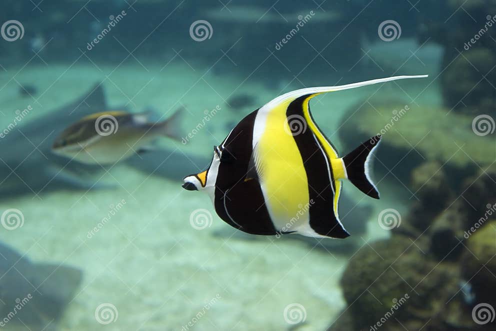 Moorie stock image. Image of coral, salt, aquarium, cornutus - 2206887