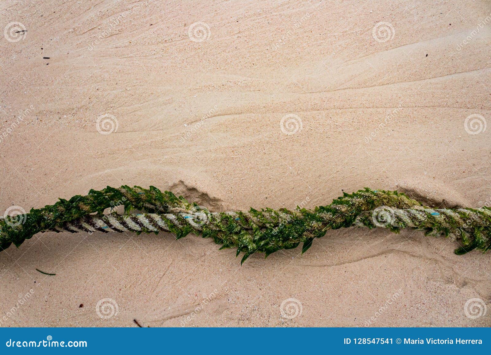 Seaweed Knots Royalty-Free Stock Photo | CartoonDealer.com #18698847