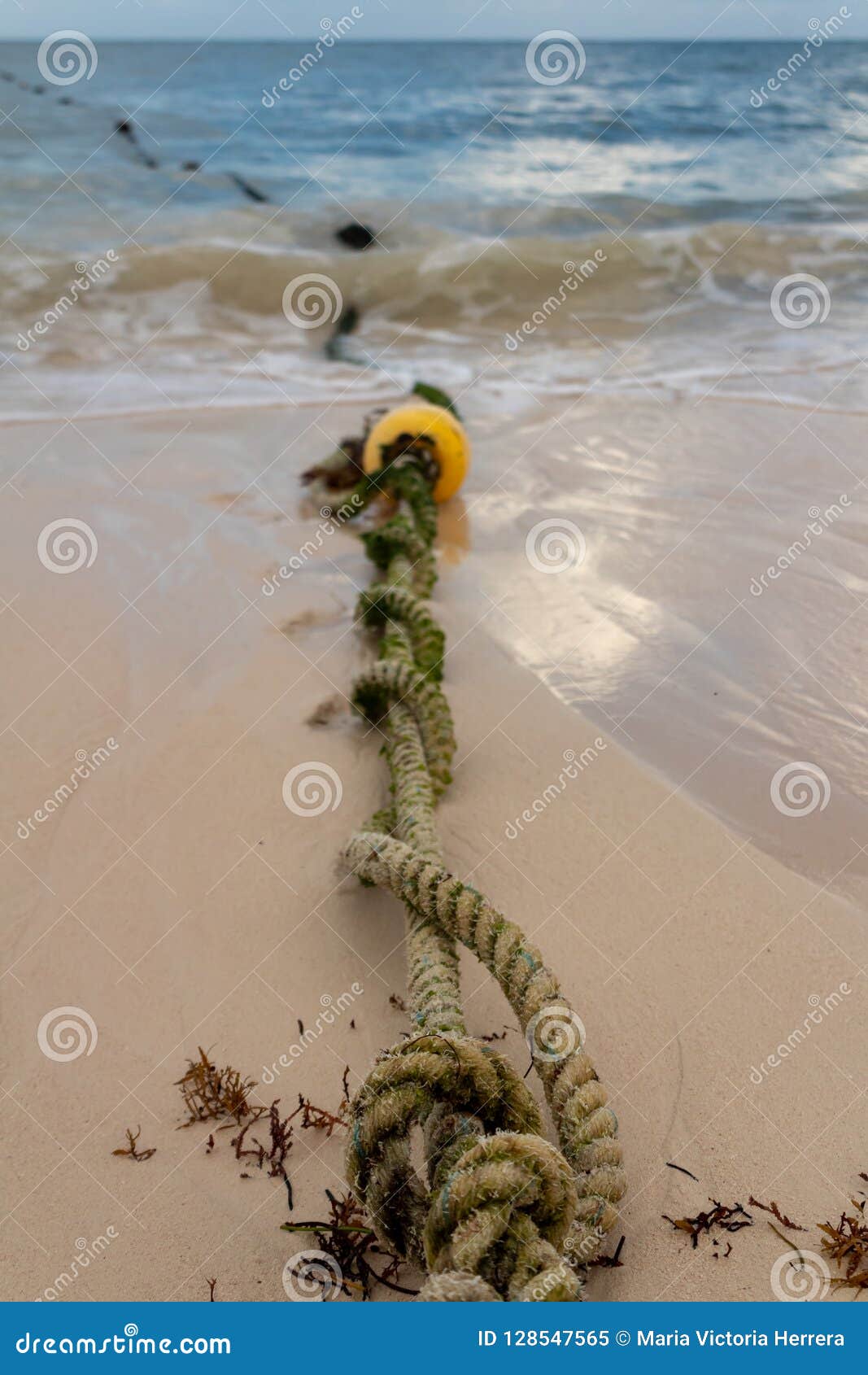 Mooring Rope Covered in Algae on the Beach Stock Image - Image of ...