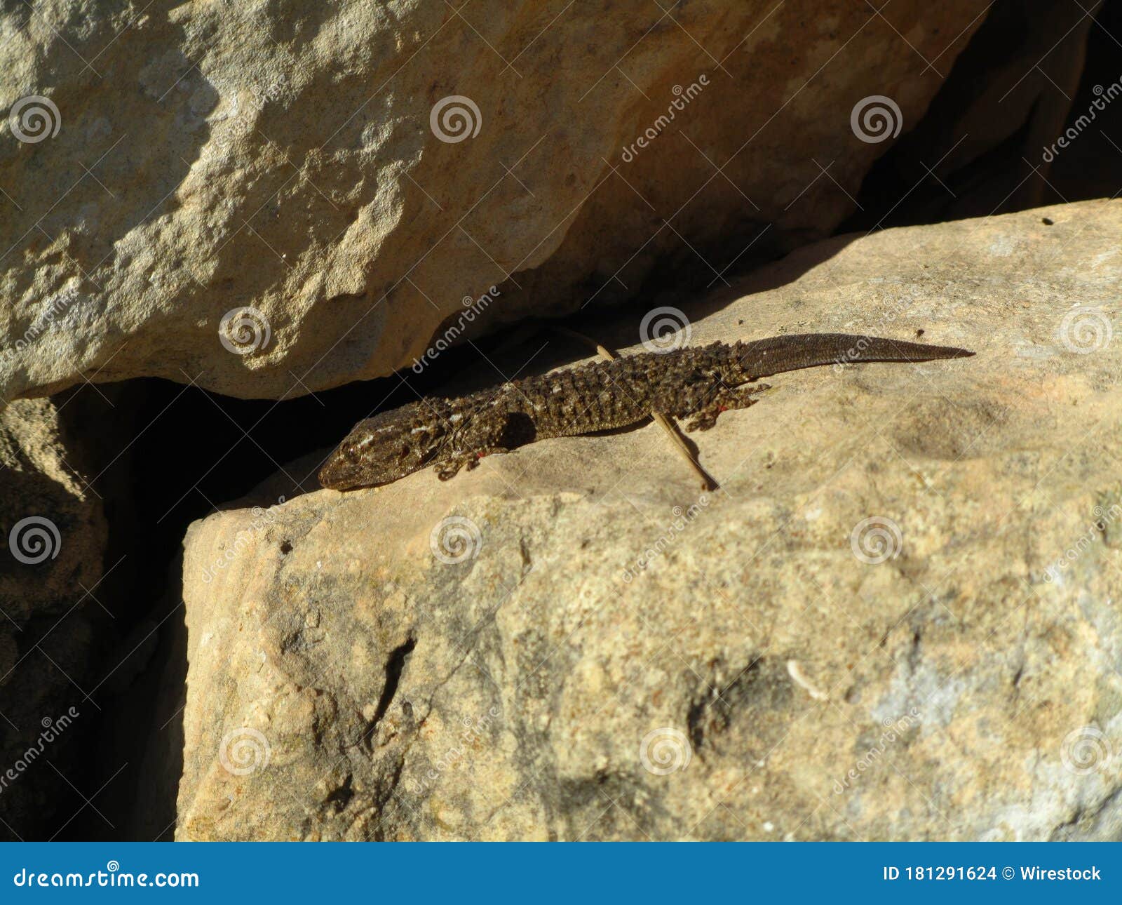 Moorish Gecko Crawling on a Rock Under the Sun Stock Photo - Image of ...