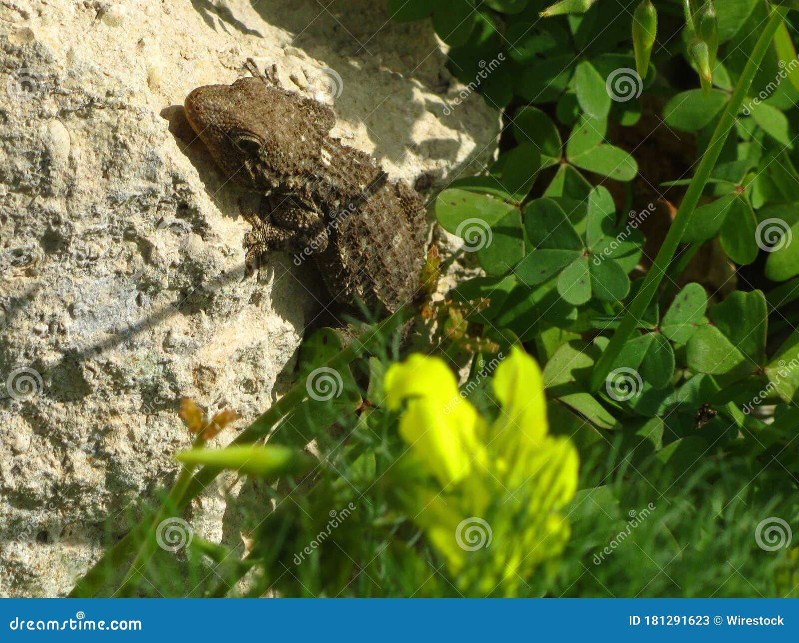 Moorish Gecko Lizard on a Rock Surrounded by Green Leaves Stock Image ...