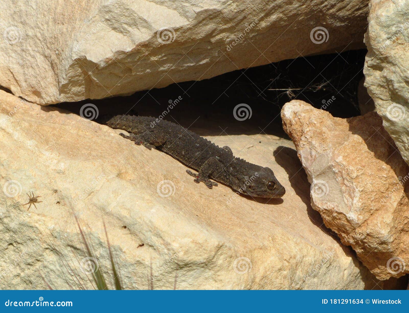 Moorish Gecko on a Rock Under the Sun Stock Photo - Image of nature ...