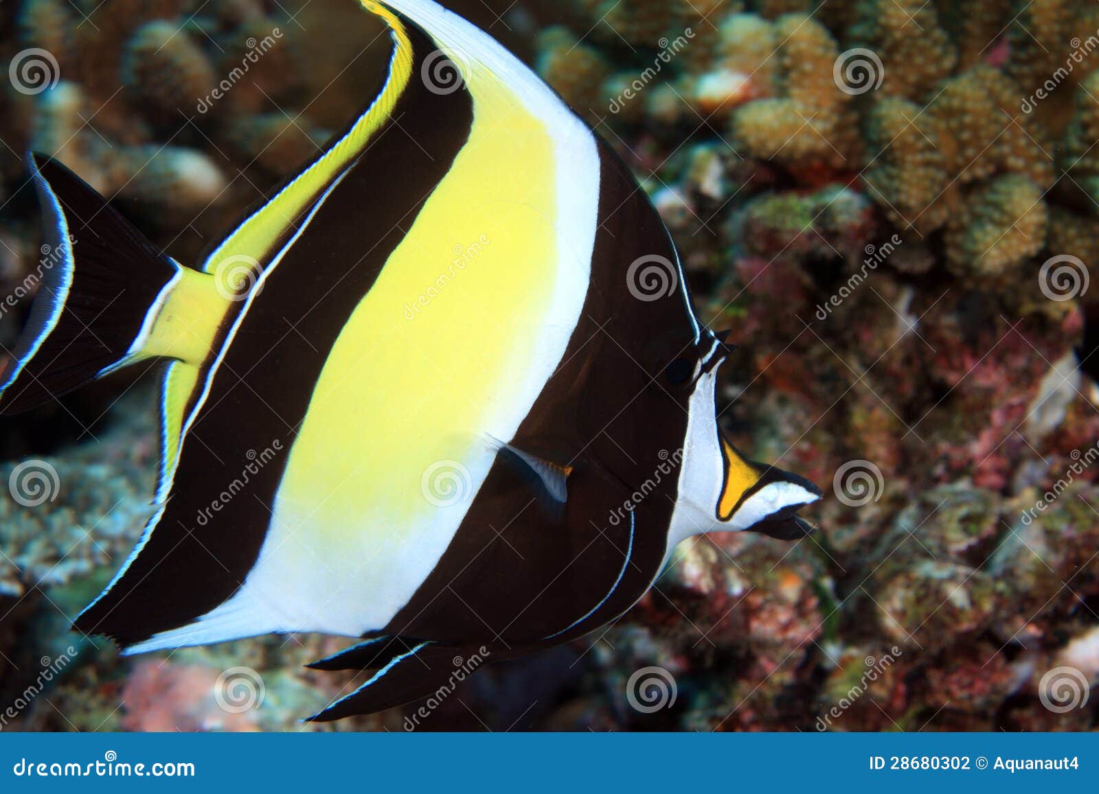 Moorish Idol Stock Images - Download 284 Royalty Free Photos