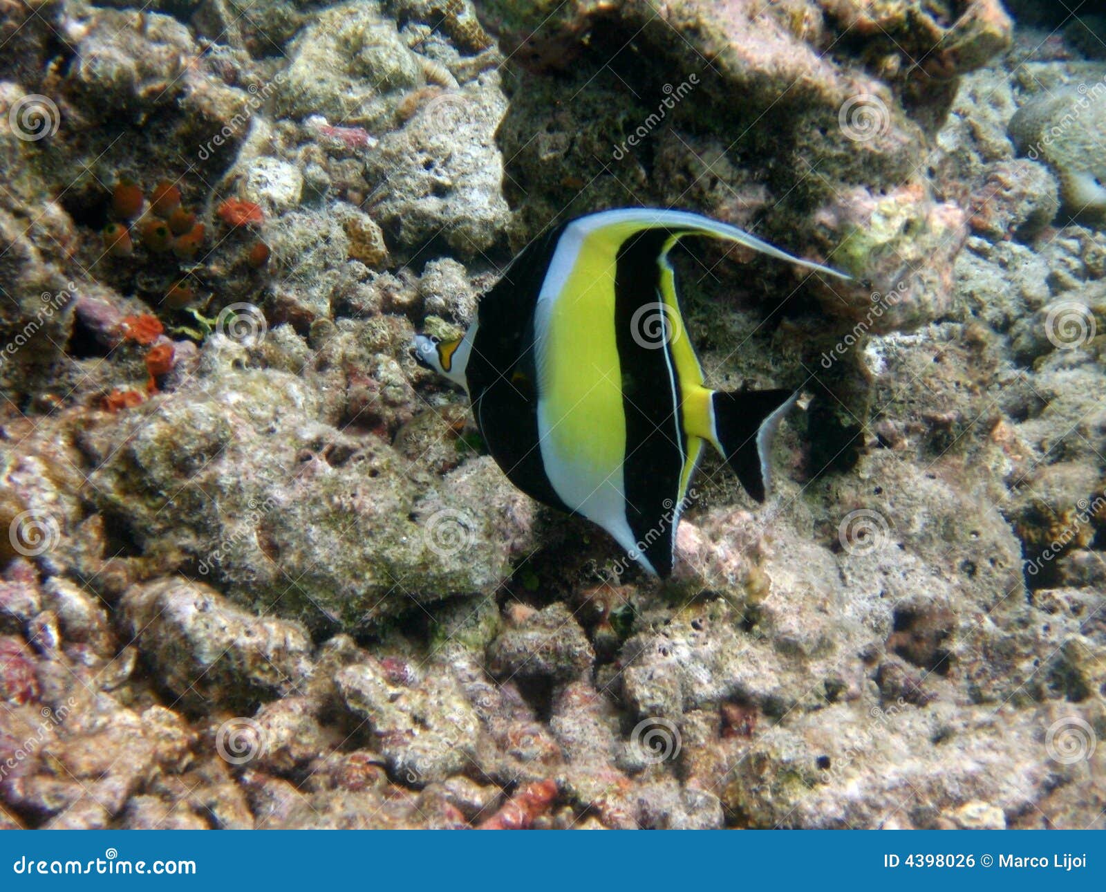 Moorish Idol stock photo. Image of idolo, moresco, idol - 4398026