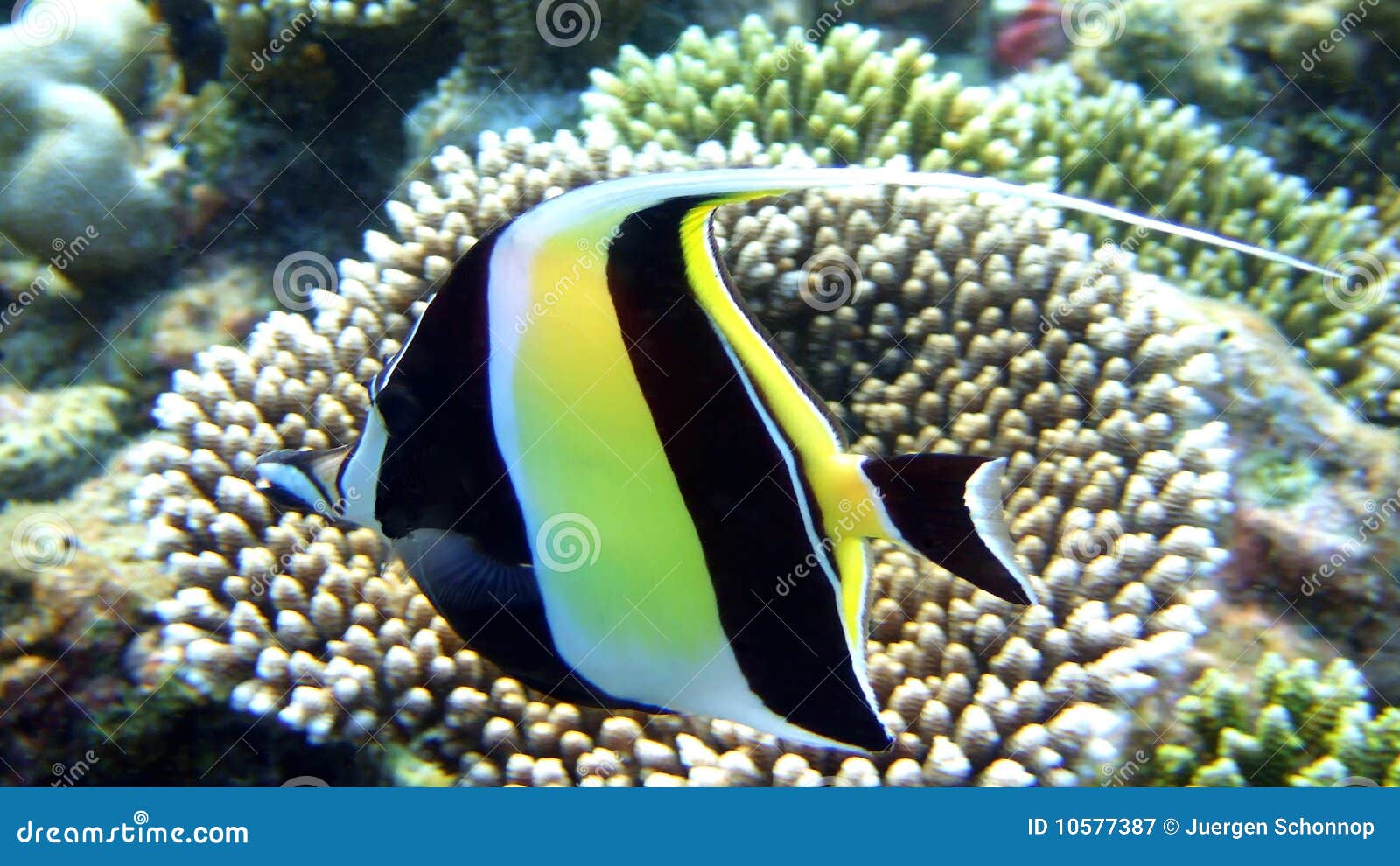 Moorish Idol - Zanclus Cornutus - Marine Fish Species, Common ...