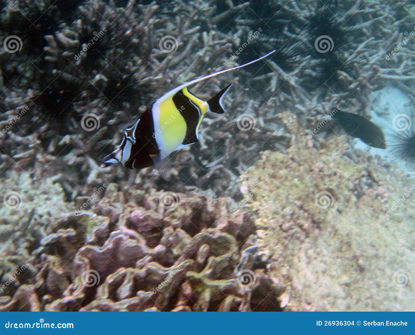 Moorish idol fish stock photo. Image of cornutus, reef - 26936304