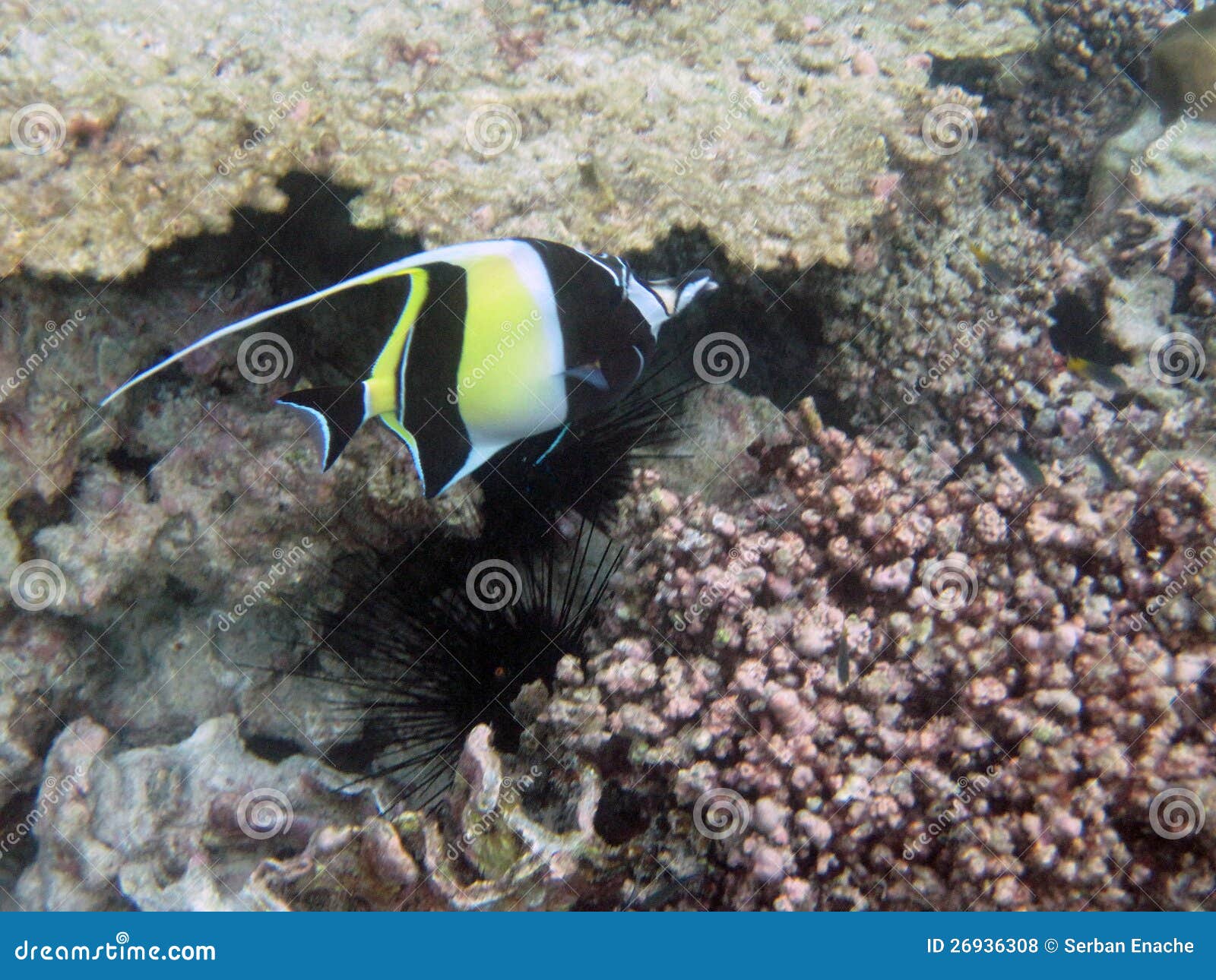 Moorish idol fish stock photo. Image of tropics, rocky - 26936308
