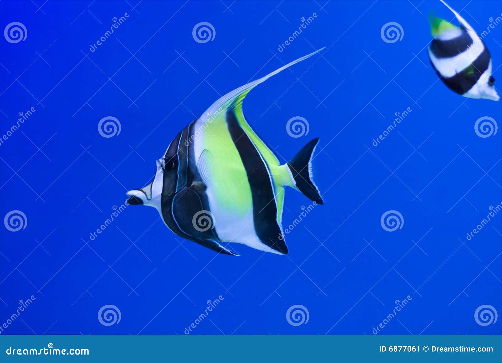 Moorish idol fish stock image. Image of moorish, single - 6877061