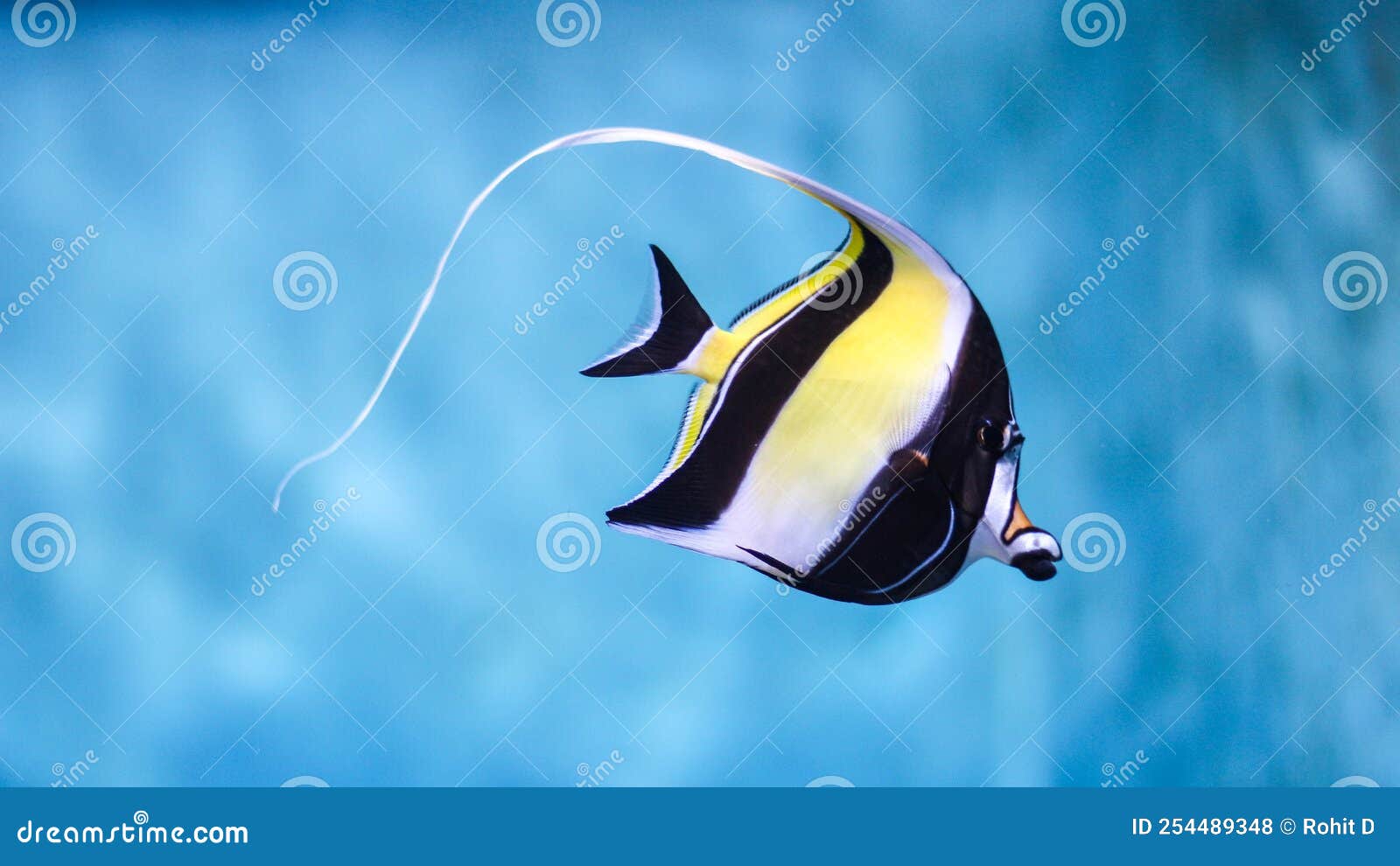 Gill Finding Nemo Type Of Fish