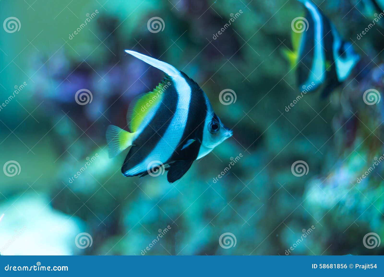 Moorish Idol fish stock photo. Image of ocean, fauna - 58681856