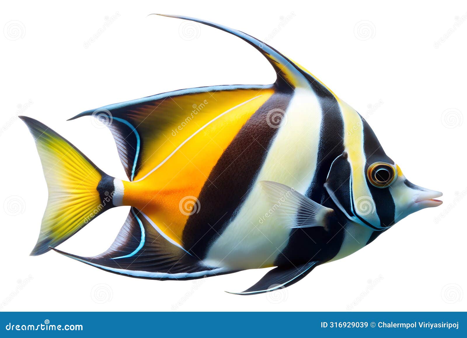 Moorish Idol Isolated On Transparent Background. Royalty-Free Stock ...