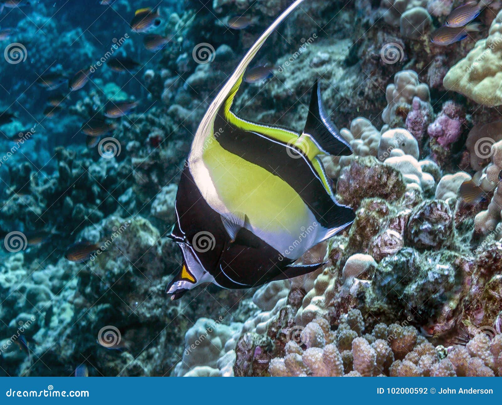 Moorish Idol,Zanclus Cornutus Stock Photo - Image of zanclus ...