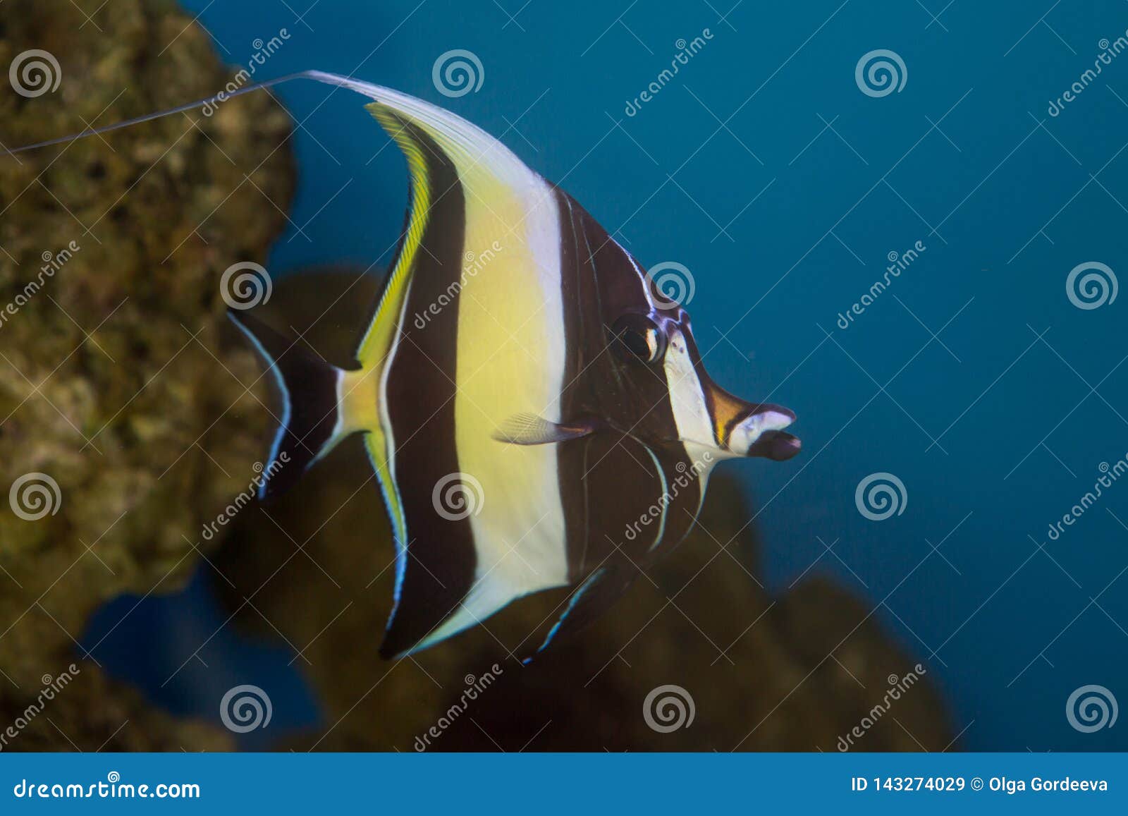 Moorish Idol Zanclus Cornutus the Type of Fish Known As Gill in Finding ...