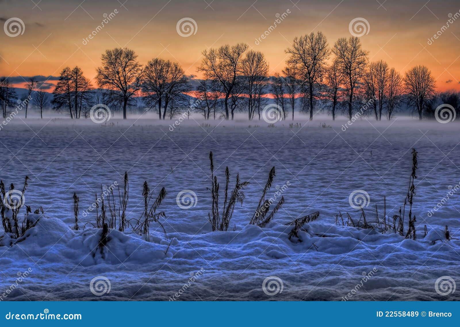 Moors in winter stock image. Image of tree, meadow, field - 22558489