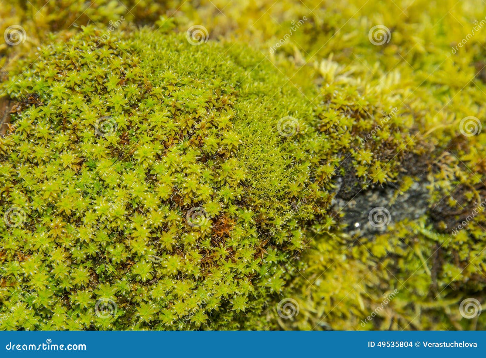 Moos stock foto. Image of dekking, grond, altijdgroen - 49535804