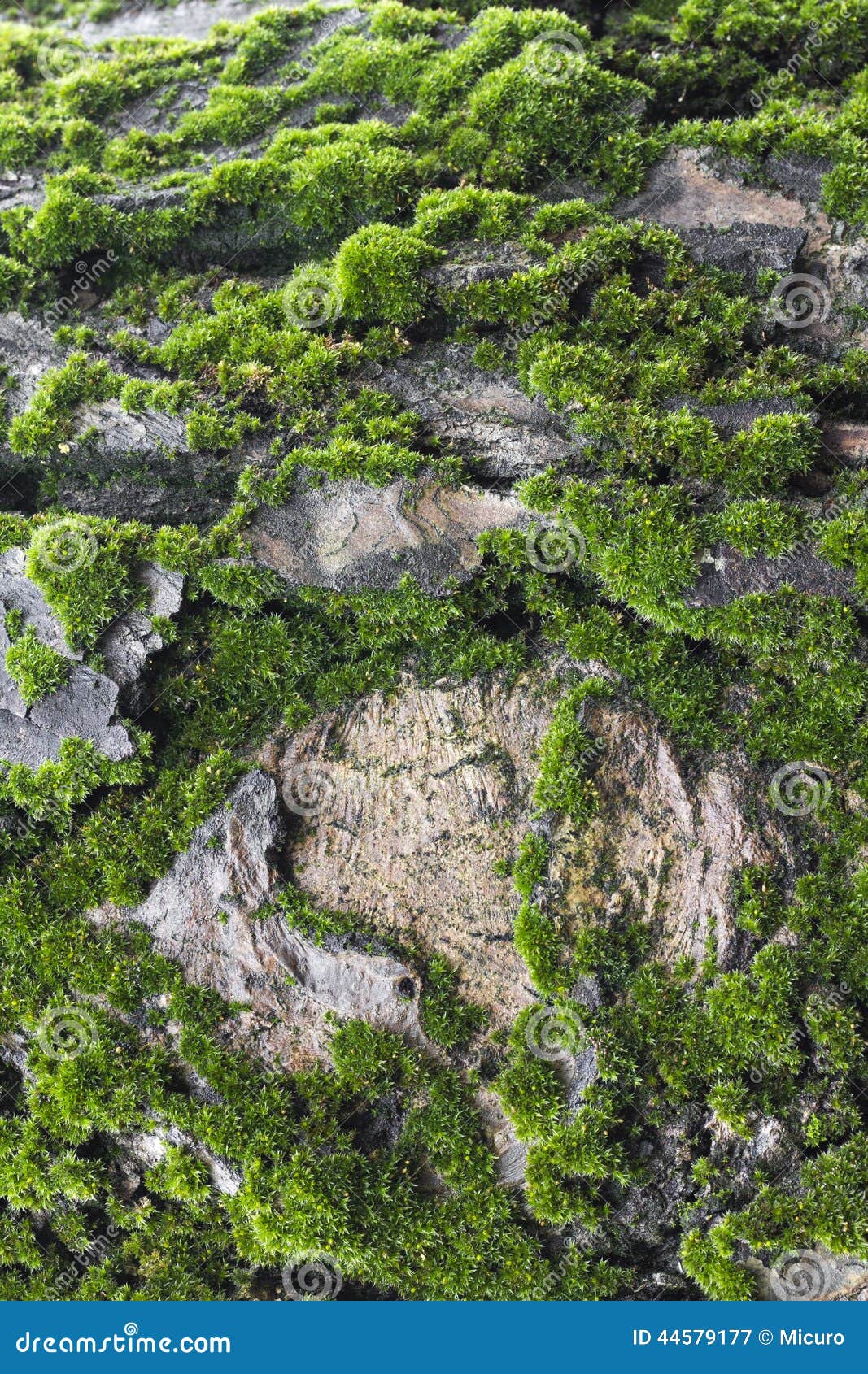 Moos auf Baum stockbild. Bild von förderung, bild, nave - 44579177