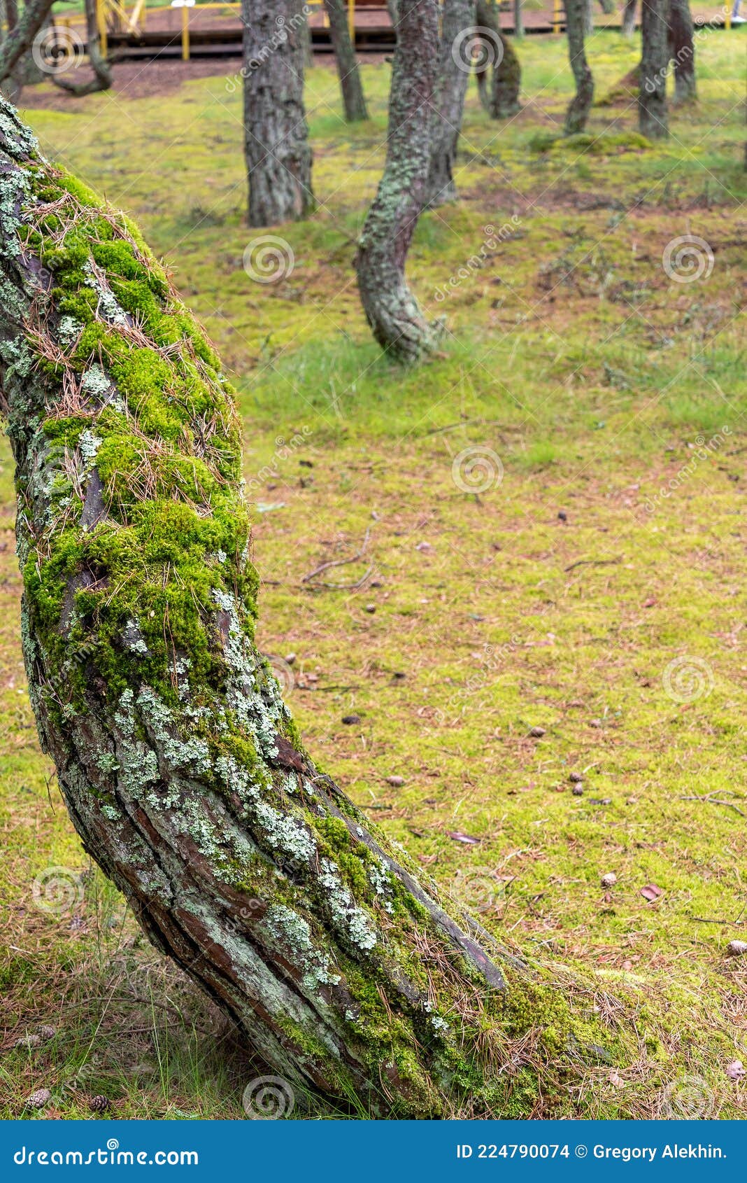 Moos Auf Baumstamm Ein Alter Baum Mit Moos Stockfoto - Bild von riesig ...