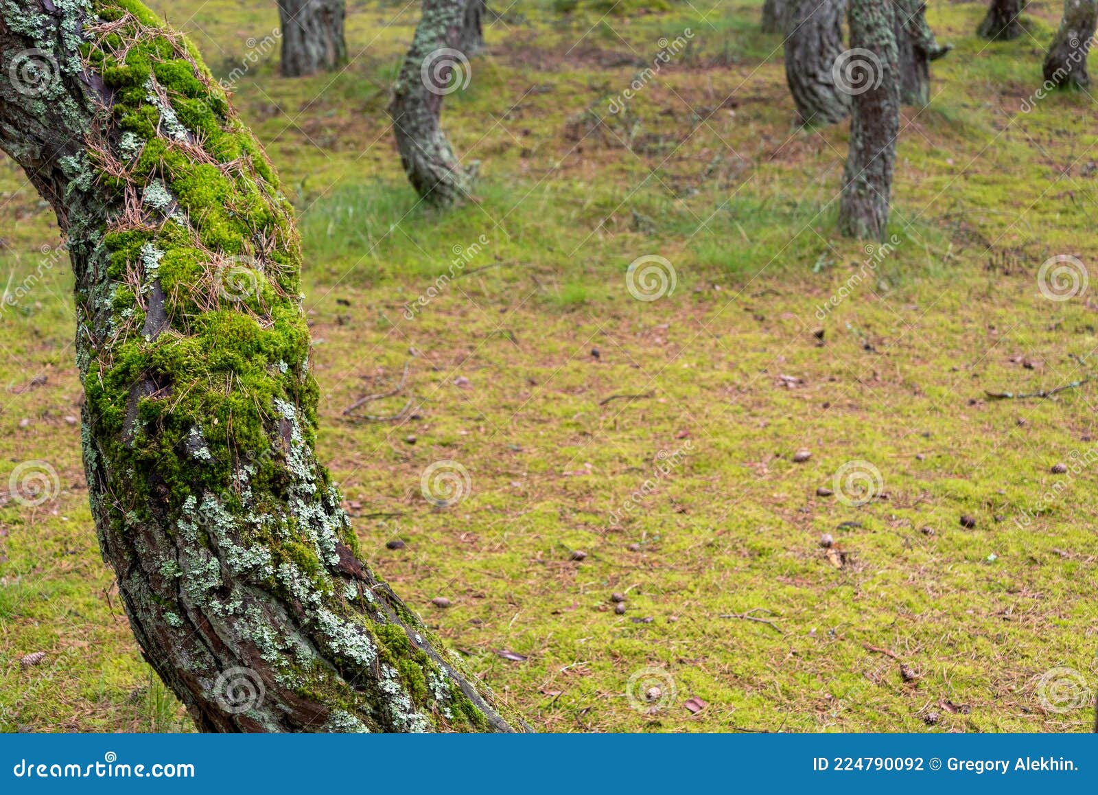 Moos Auf Baumstamm Ein Alter Baum Mit Moos Stockfoto - Bild von platz ...