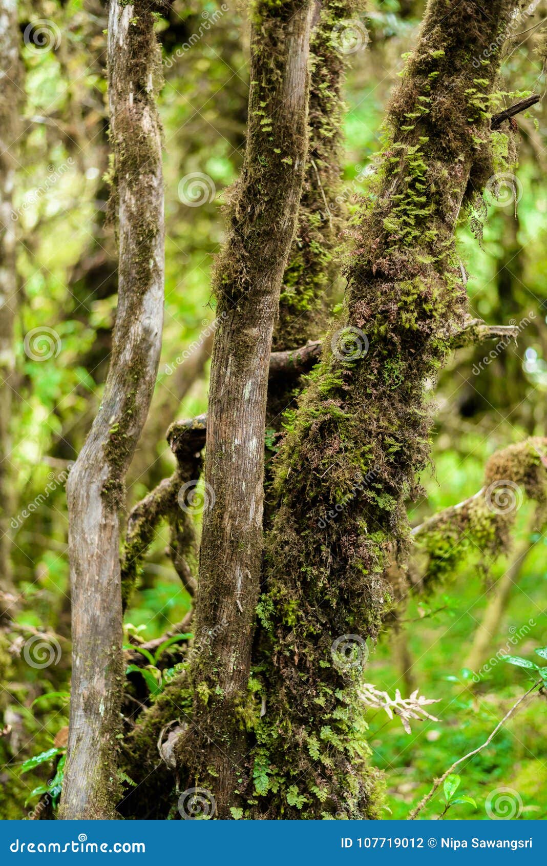 Moos Auf Dem Baum in Ang Ka Luang Nature Trail Stockfoto - Bild von ...
