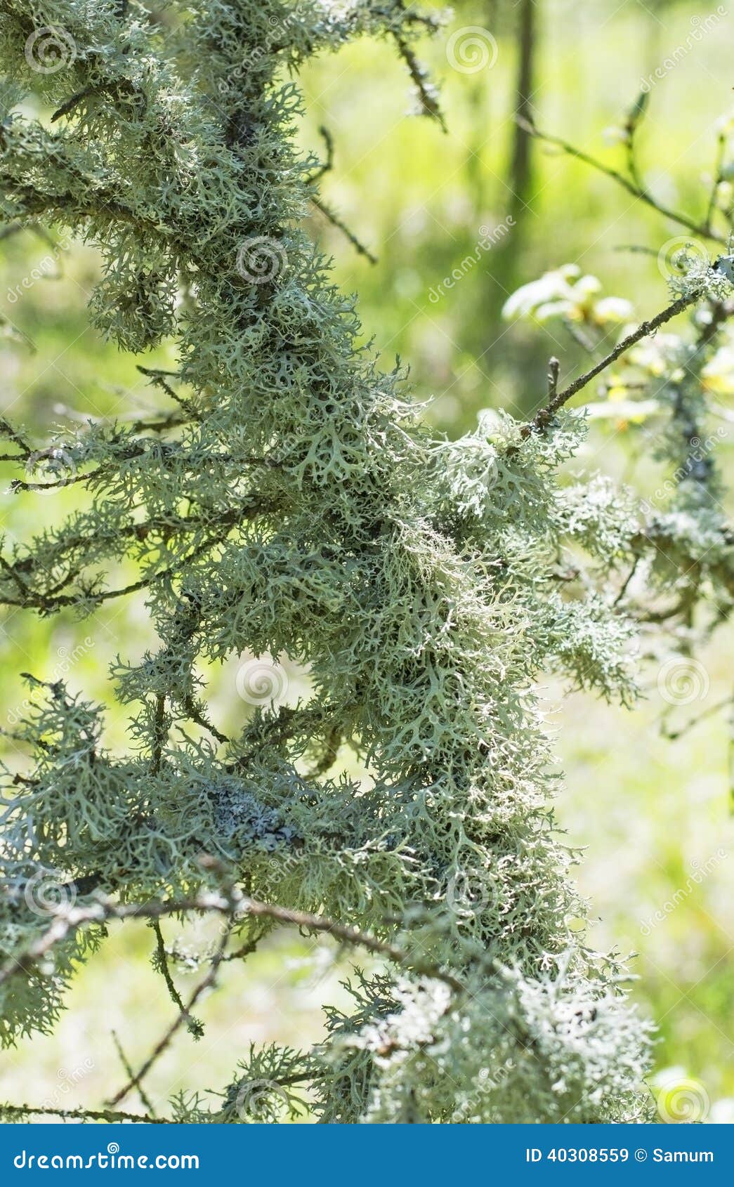 Moos auf einem Baum stockbild. Bild von nave, moos, material - 40308559