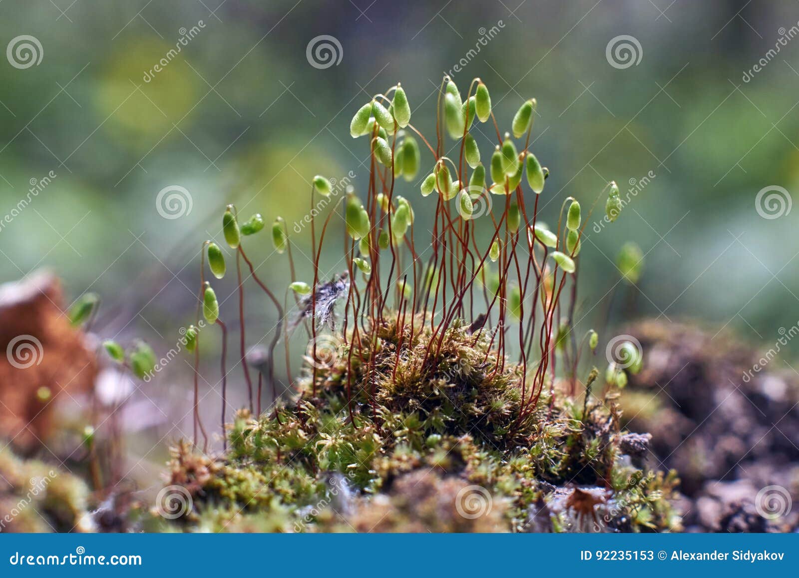Moos Auf Einem Trockenen Baum Im Wald Stockbild - Bild von üppig, blatt ...