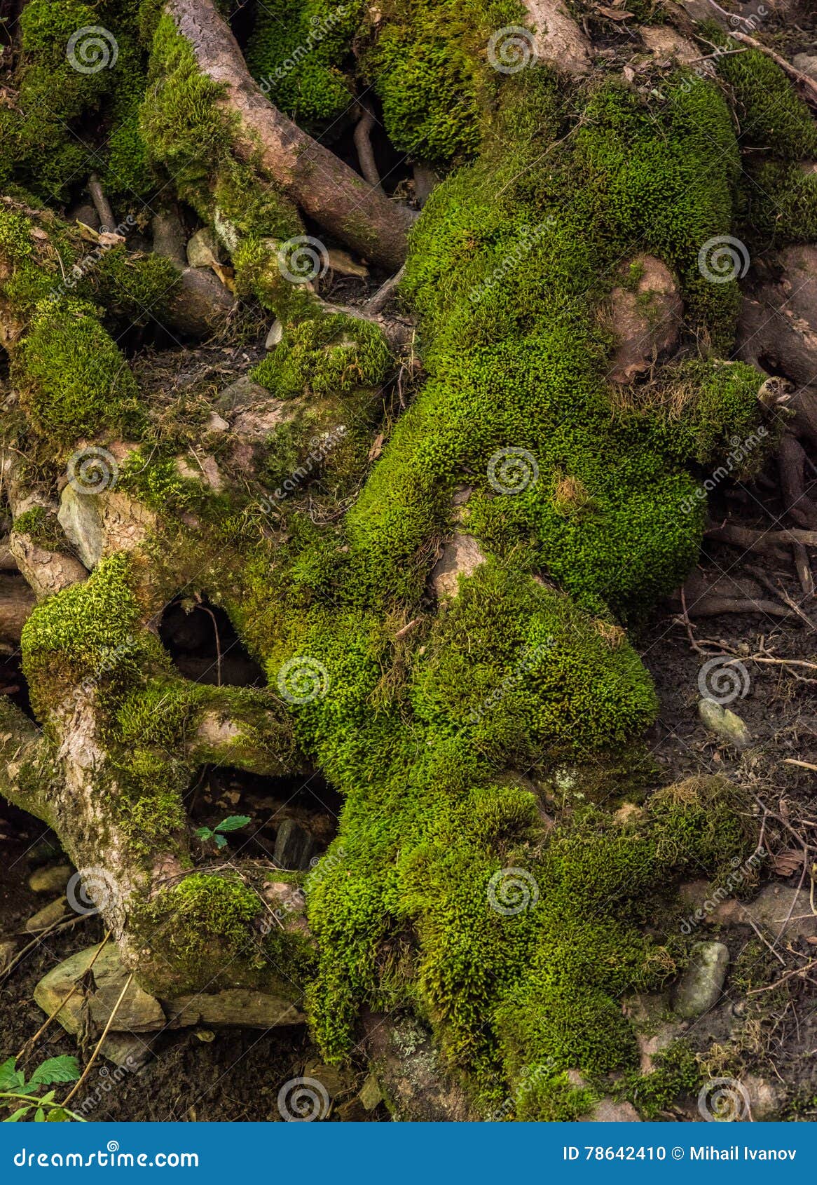 Moos covered tree roots stock photo. Image of tree, nature - 78642410