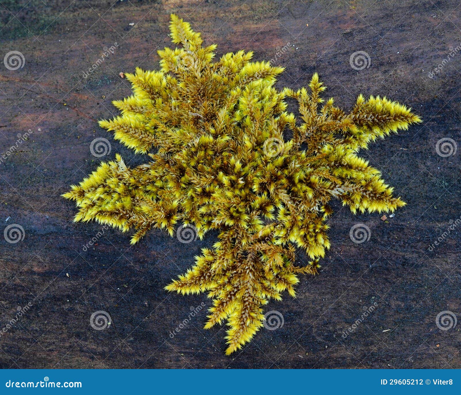 Moos Growing on Fallen Tree Stock Photo - Image of forest, wood: 29605212