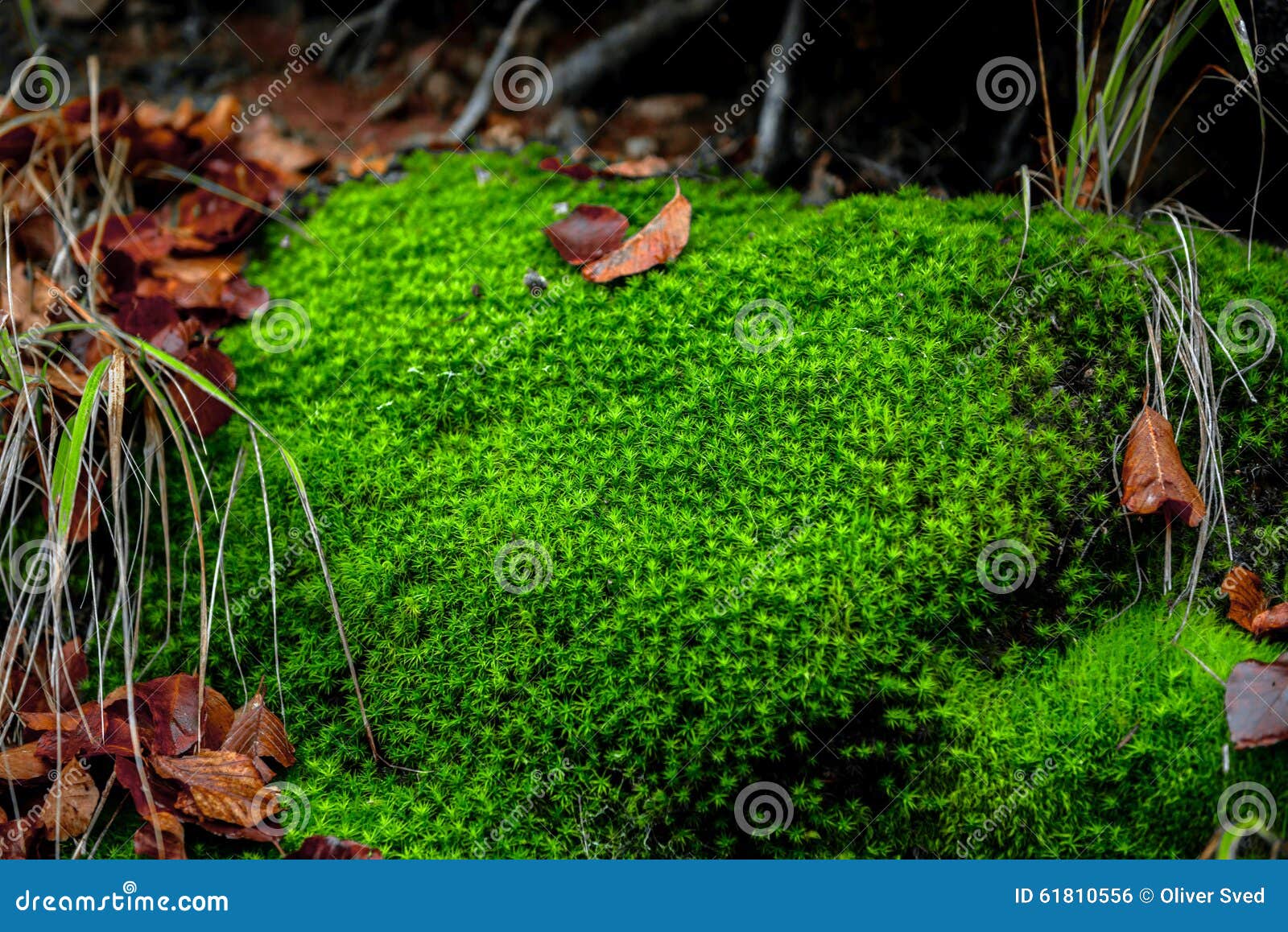 Moos im verzauberten Wald stockfoto. Bild von betrieb - 61810556