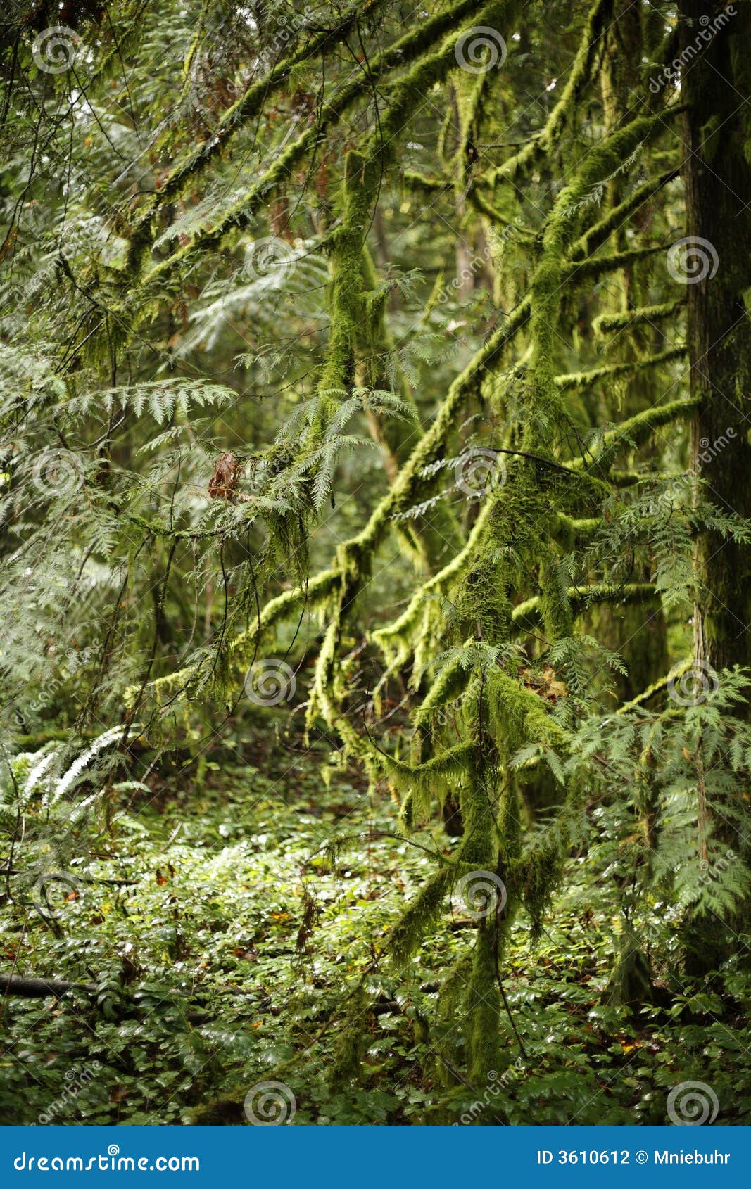 Moos im Wald stockfoto. Bild von biodiversität, douglasie - 3610612