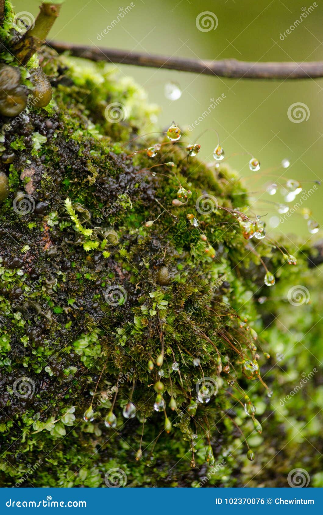 Moos ist auf dem Baum stockfoto. Bild von grün, sonderkommando - 102370076
