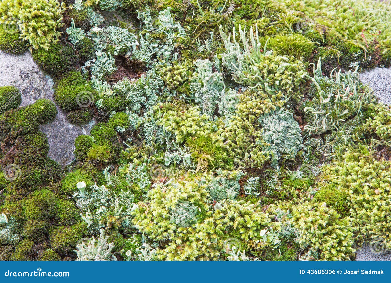 Moos and Lichen on the Rock Stock Photo - Image of plant, forest: 43685306