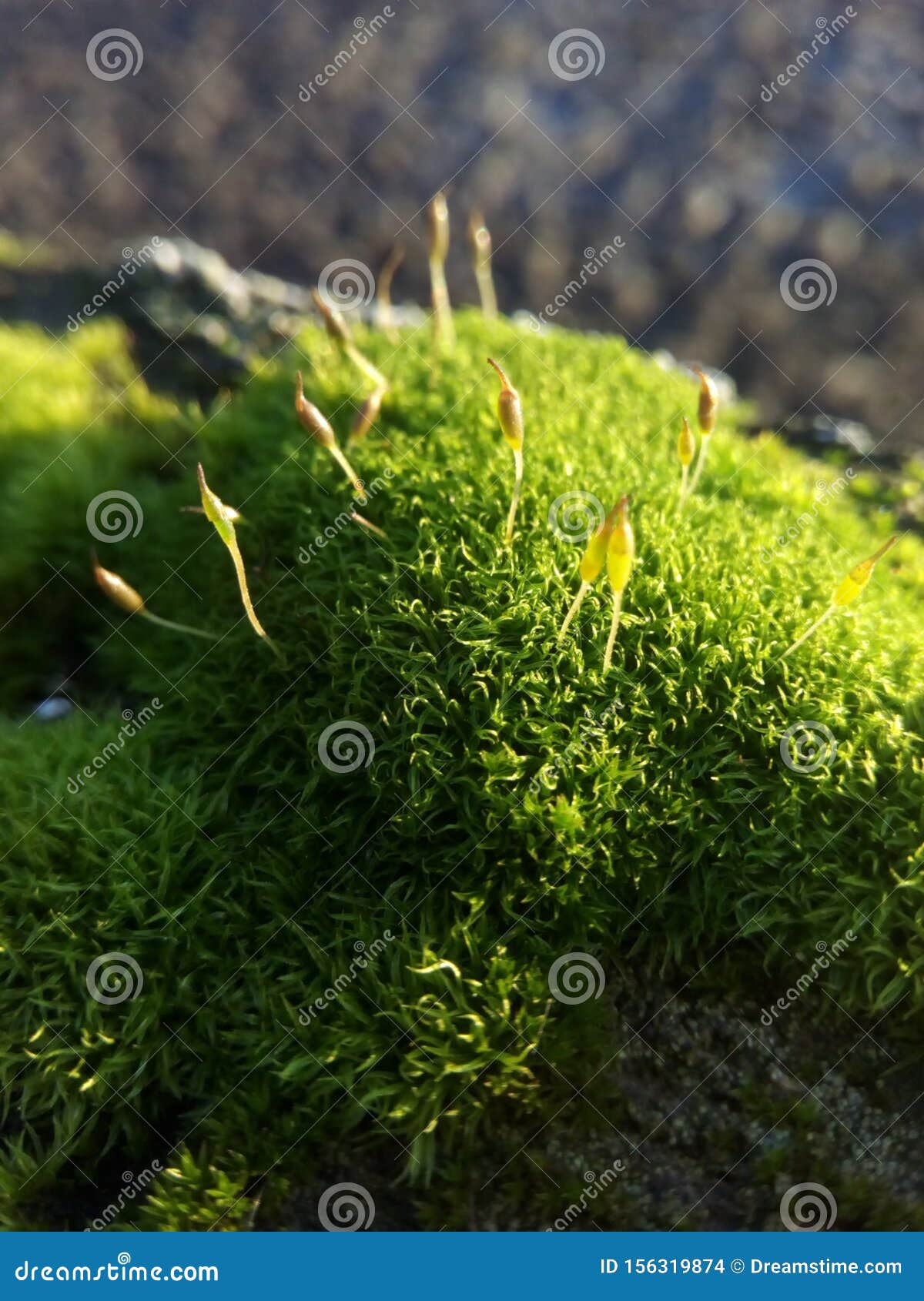 Moos stock photo. Image of light, garden, nature, moos - 156319874