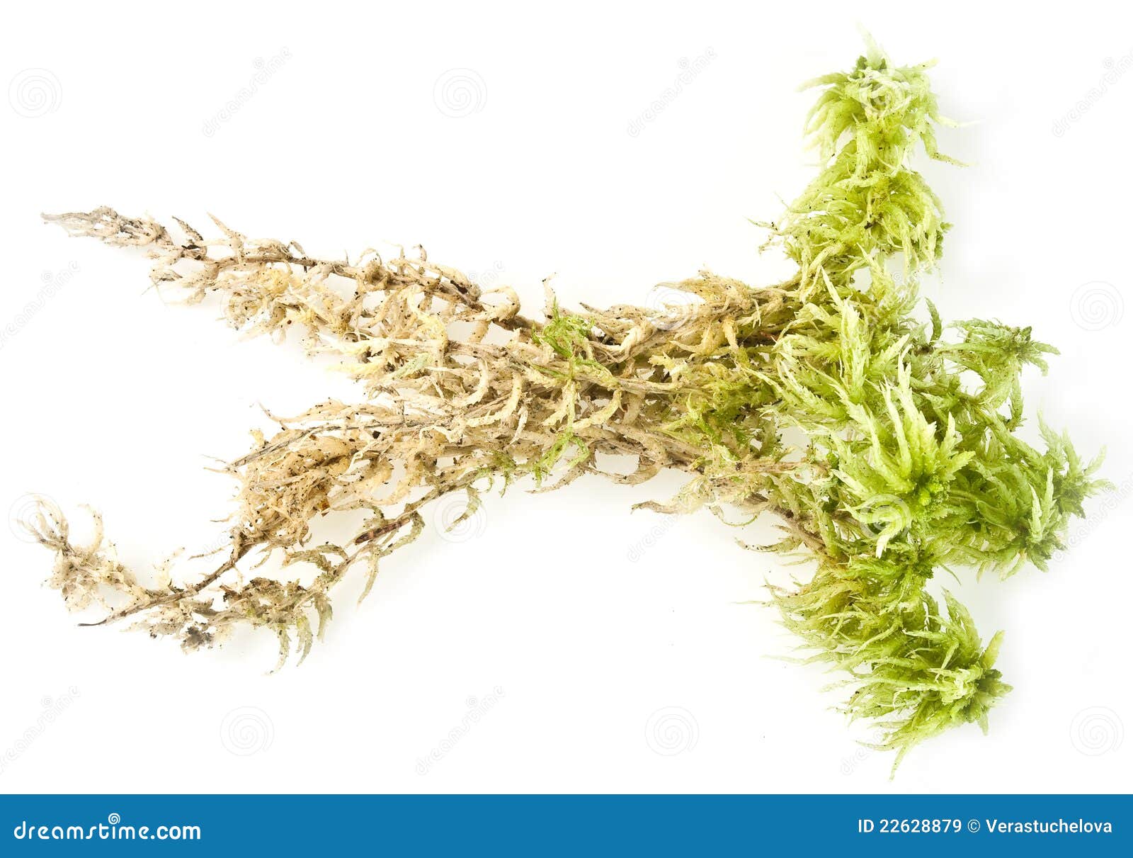 Moos Sphagnum stock image. Image of nature, morass, fresh - 22628879