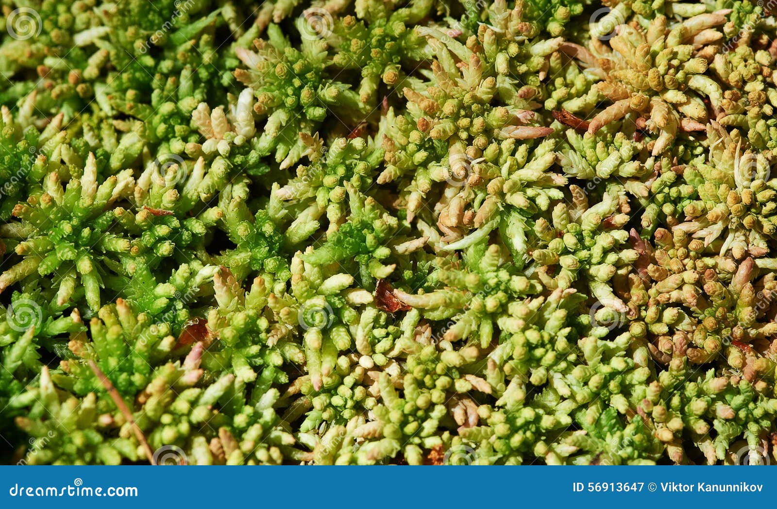 Moos Sphagnum papillosum stock image. Image of yellow - 56913647