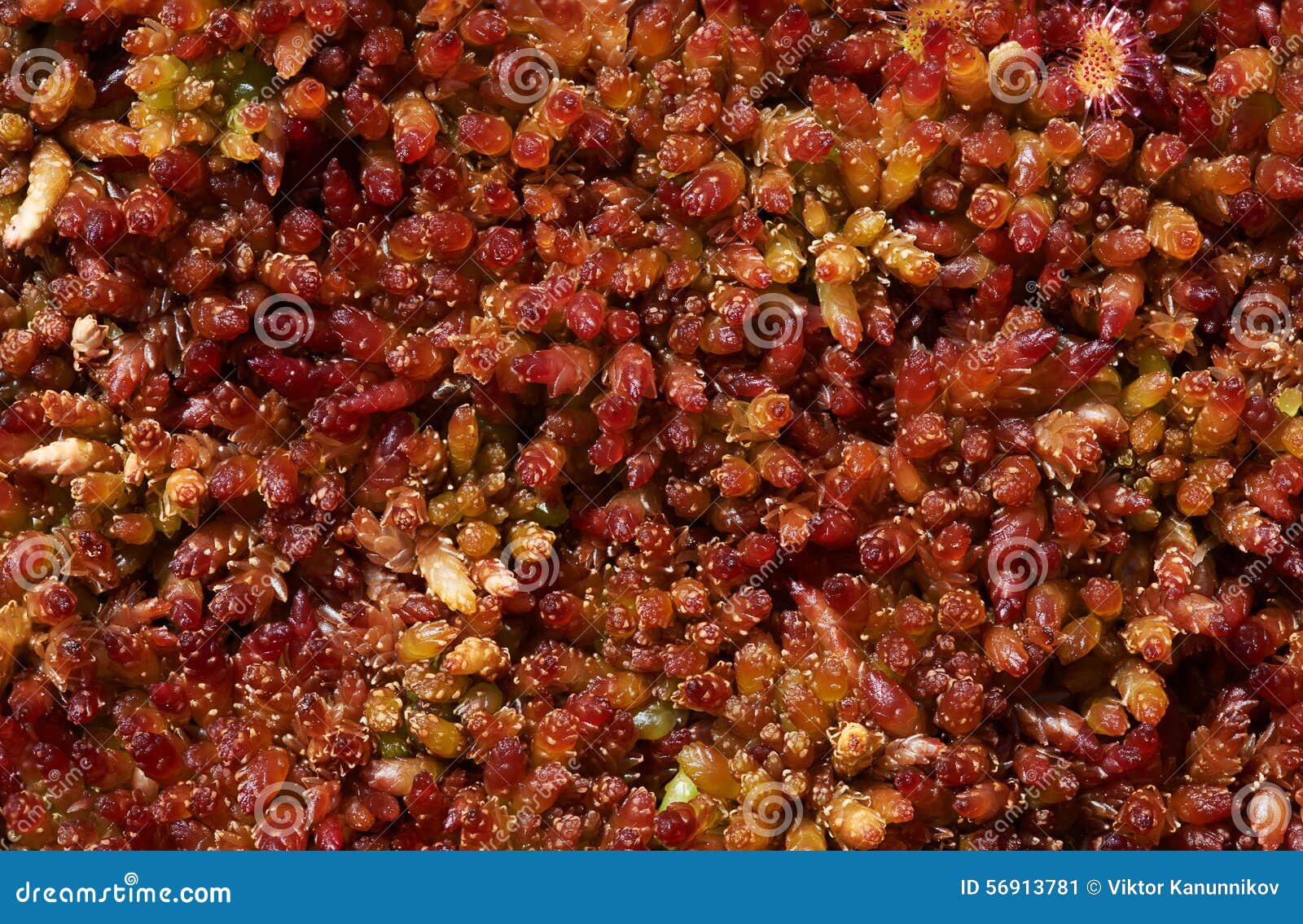 Moos Sphagnum papillosum stock image. Image of morass - 56913781
