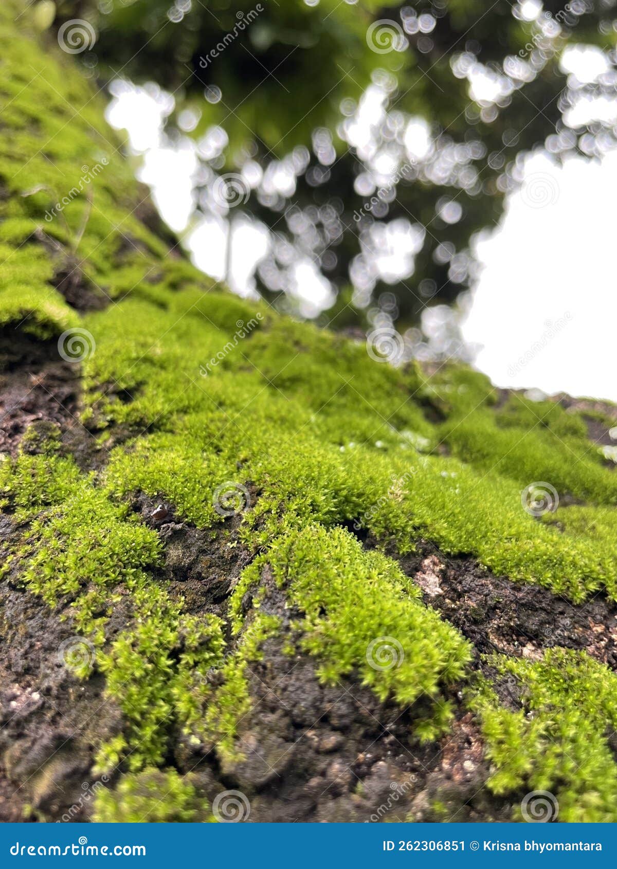 Moos Trees Rain Natural Nature Green Trees Forest Stock Image - Image ...