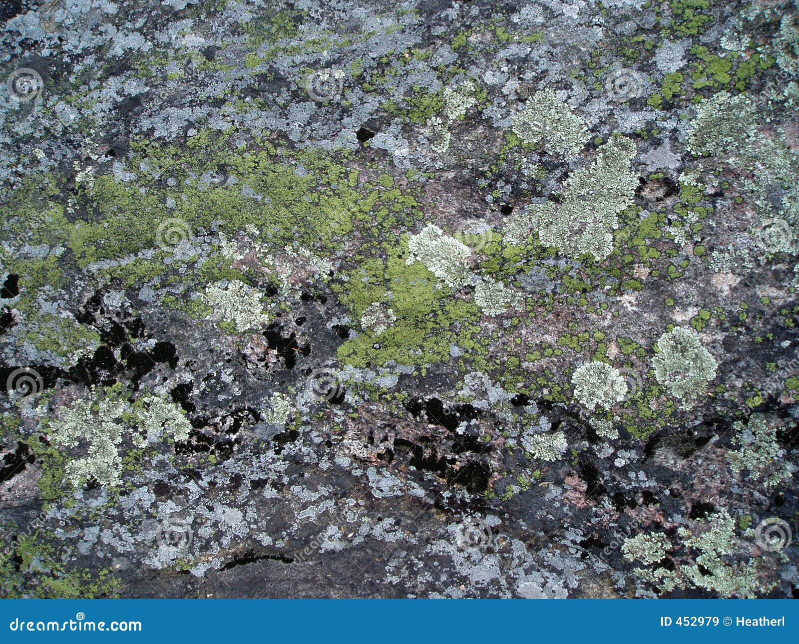 Moos Und Flechte Auf Felsen Stockbild - Bild von beschaffenheit ...