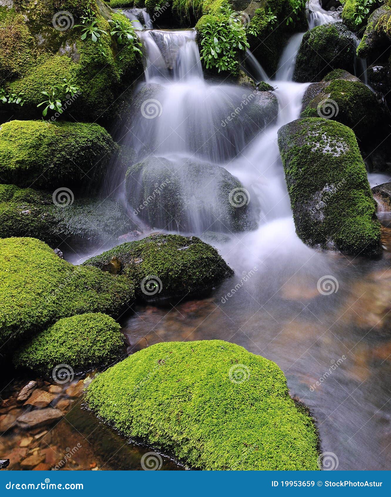 Moos und Wasser. stockbild. Bild von umweltbewegung, feuchtigkeit ...