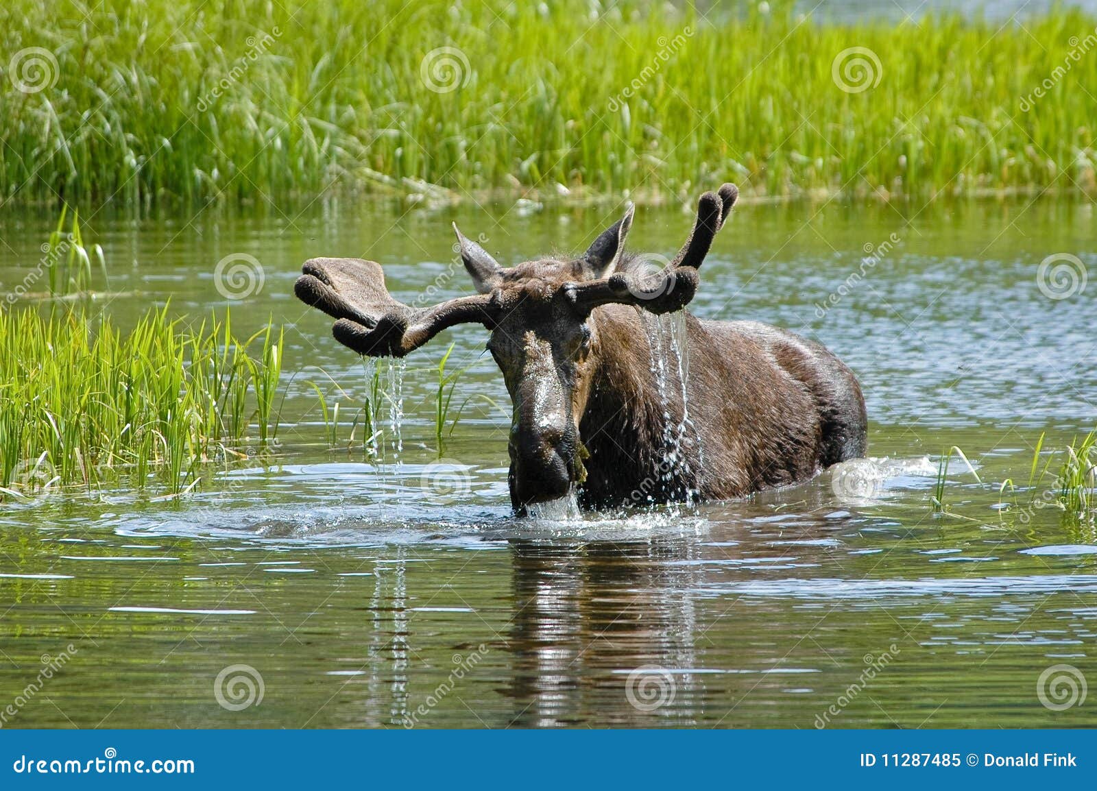 Moose stock image. Image of game, animal, grass, pond - 11287485
