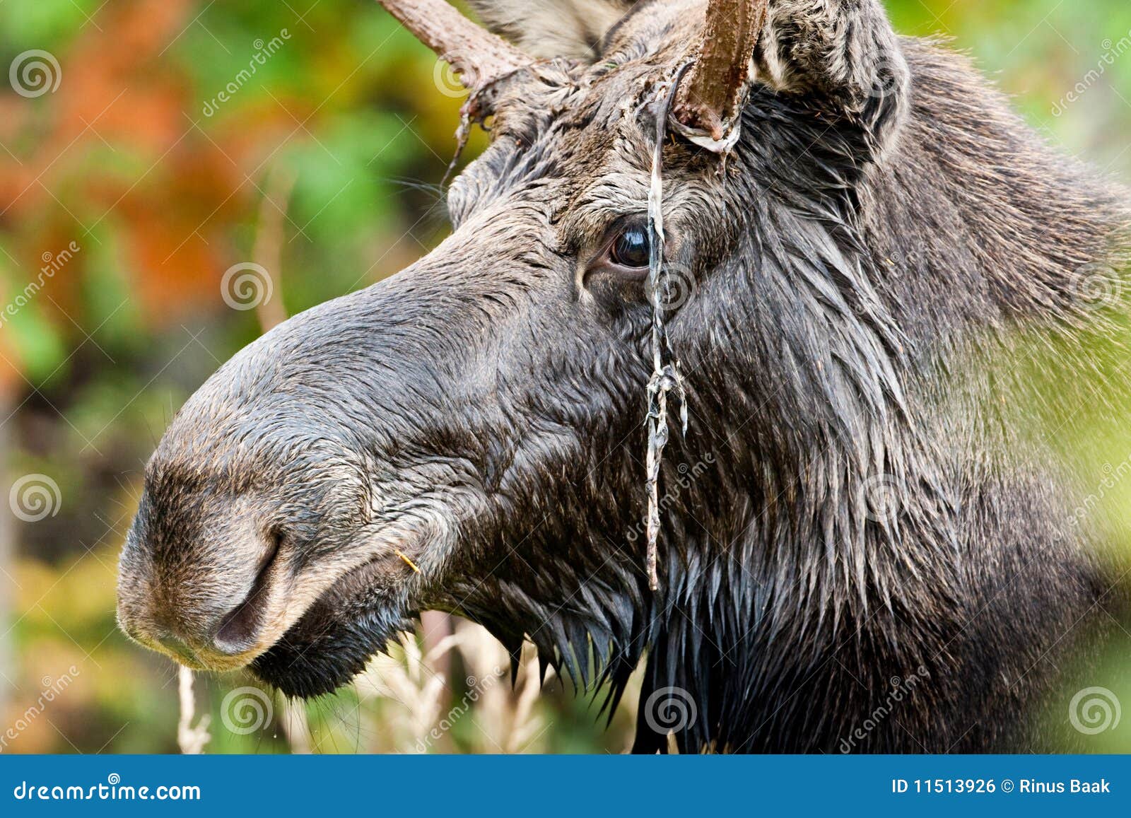 Moose stock photo. Image of nose, spike, bull, male, moose - 11513926
