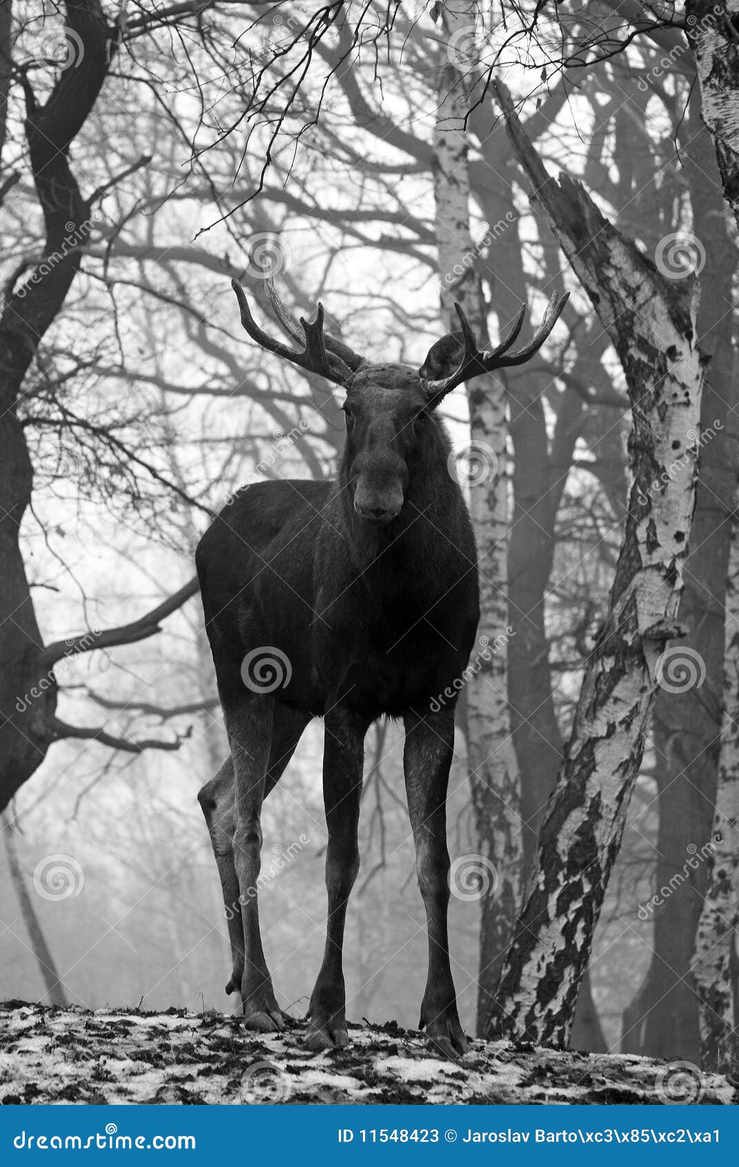 Moose stock image. Image of nature, portrait, wildlife - 11548423