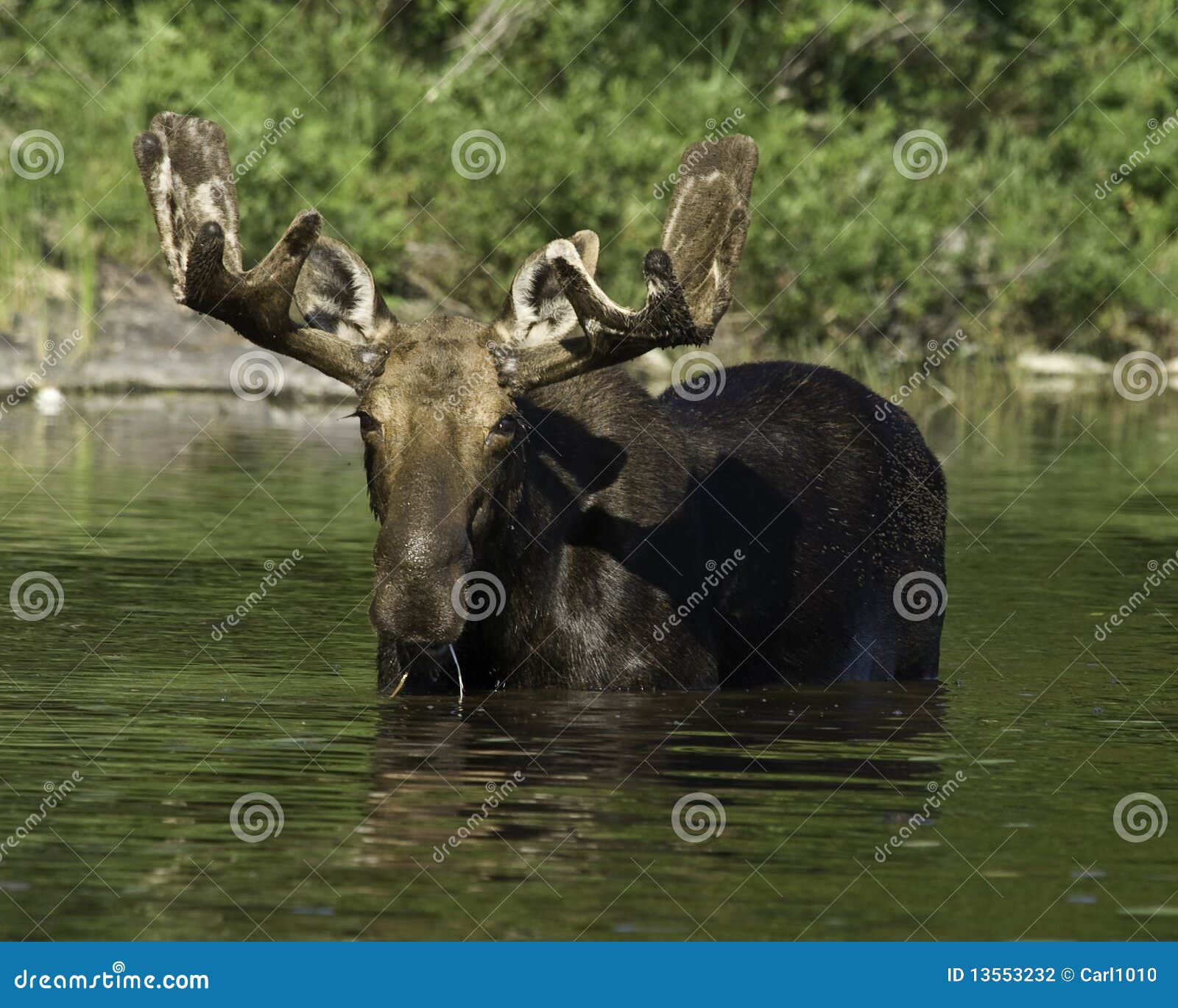 1,354 Moose Snout Stock Photos - Free & Royalty-Free Stock Photos from ...