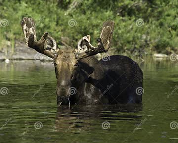 Moose stock photo. Image of overhanging, mammal, animal - 13553232