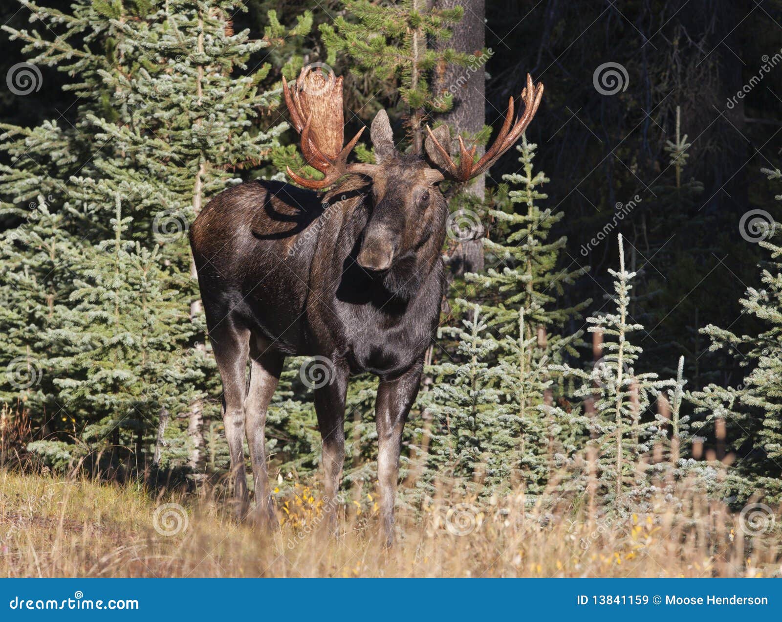 Moose stock image. Image of national, parks, jasper, park - 13841159
