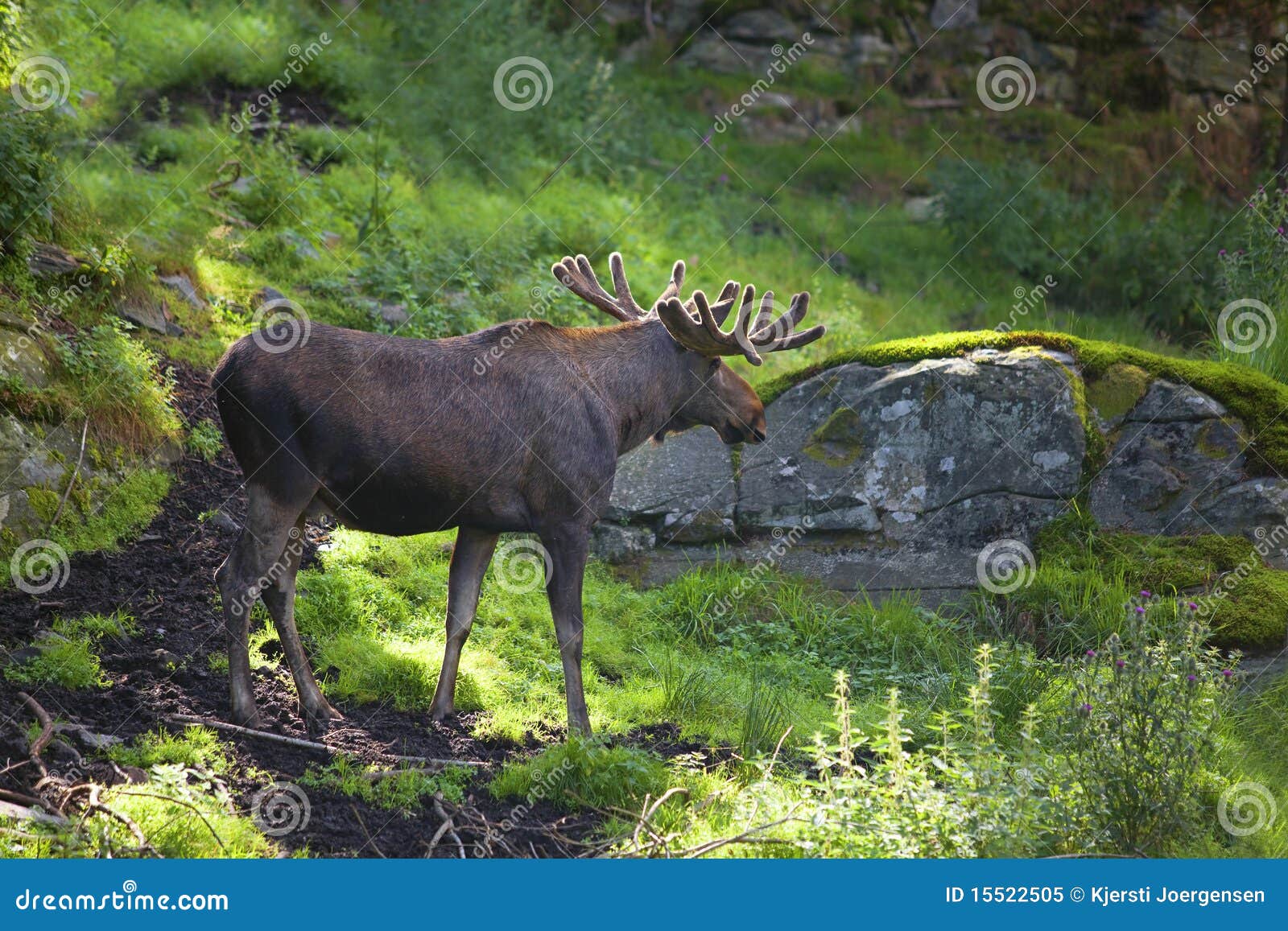 Moose stock image. Image of rock, mammal, trees, wild - 15522505