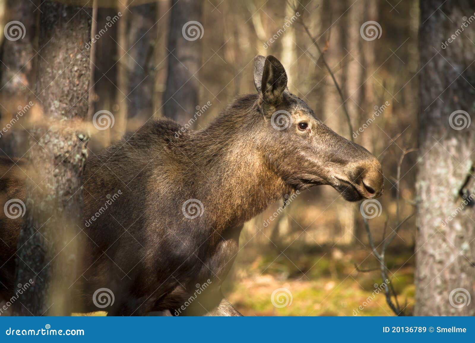 Moose stock image. Image of dinner, grass, america, adult - 20136789