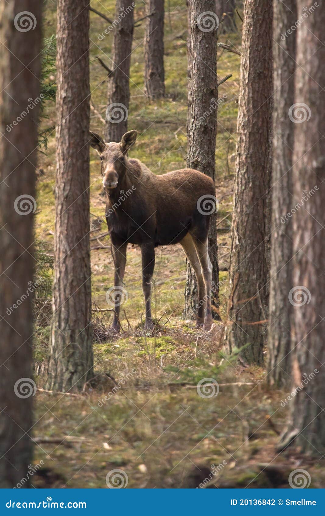 Moose stock photo. Image of fireweed, alces, moose, buck - 20136842