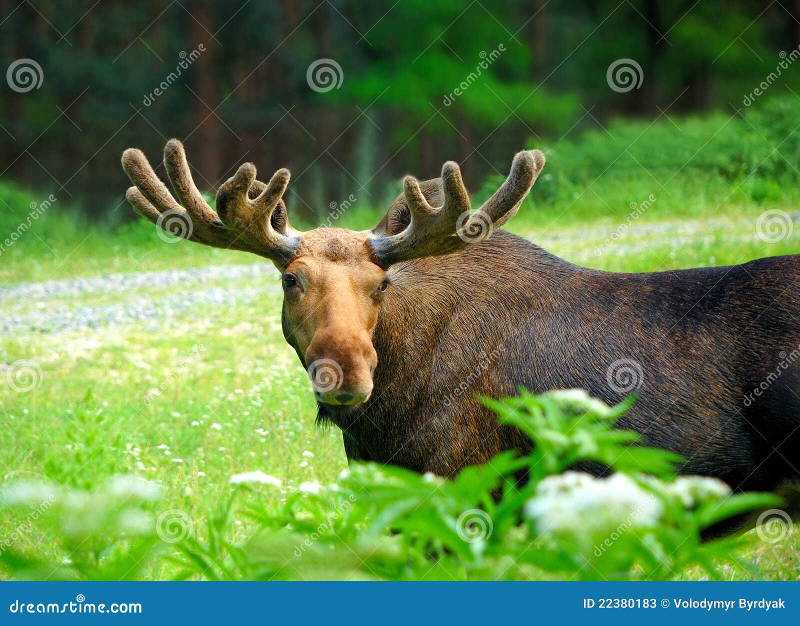 Moose stock image. Image of outdoor, rural, wild, horns - 22380183