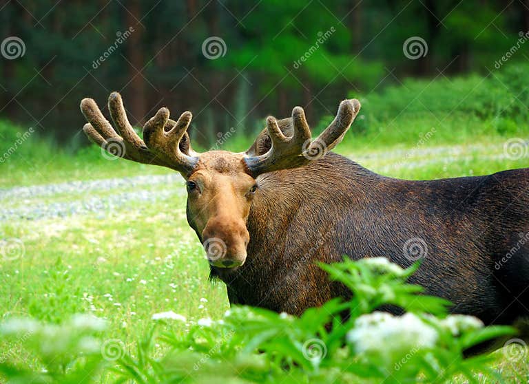 Moose stock image. Image of outdoor, rural, wild, horns - 22380183