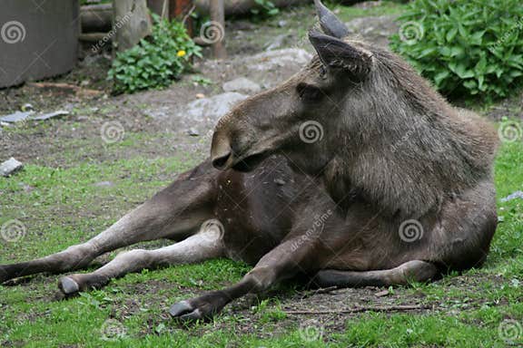 Moose stock image. Image of hunter, sweden, forest, swedish - 2396535